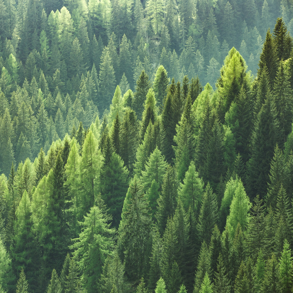 Imperial Wood | diffusible ambient oil – SCENTFLUENCE | Authentic Home ...